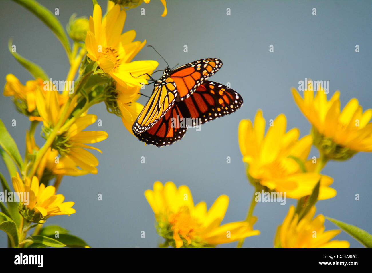 usfwsmidwest 28279735033 Monarch Butterfly in Oklahoma Stock Photo - Alamy