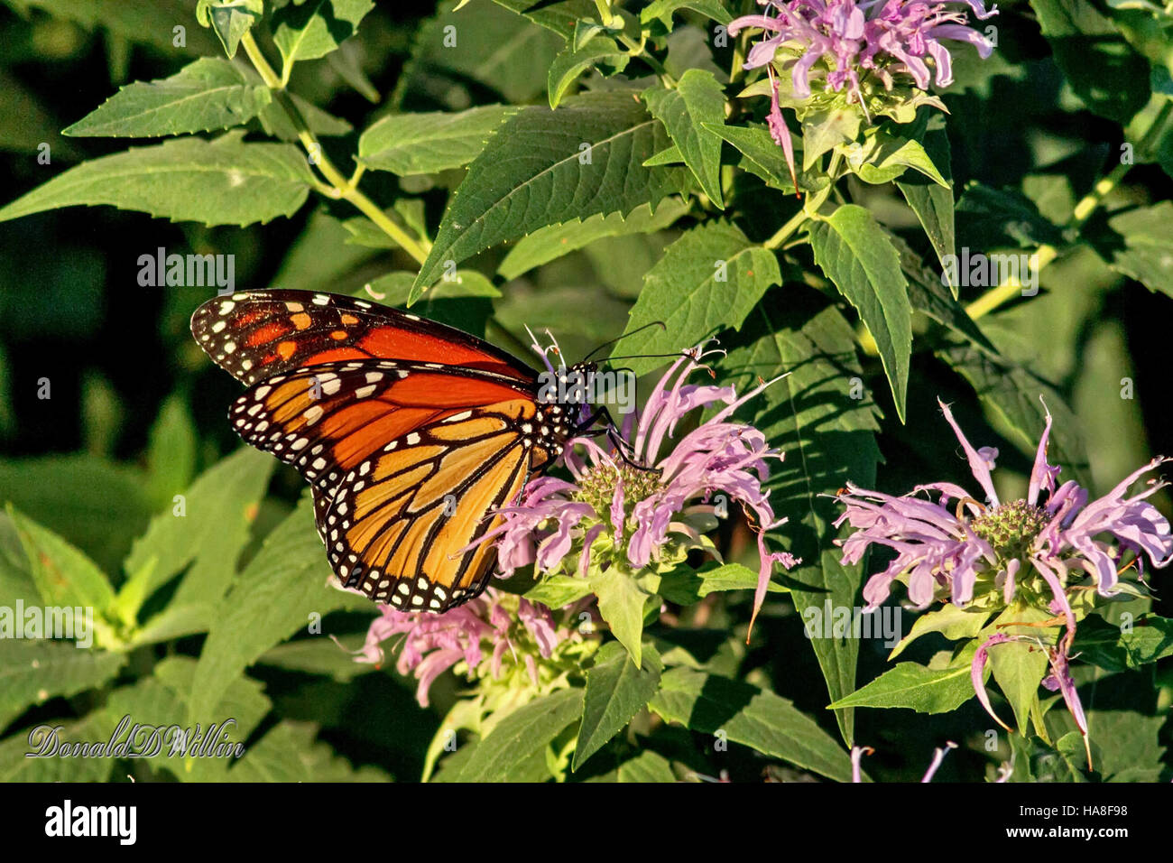 This photograph captures a Monarch butterfly in Indiana, highlighting ...