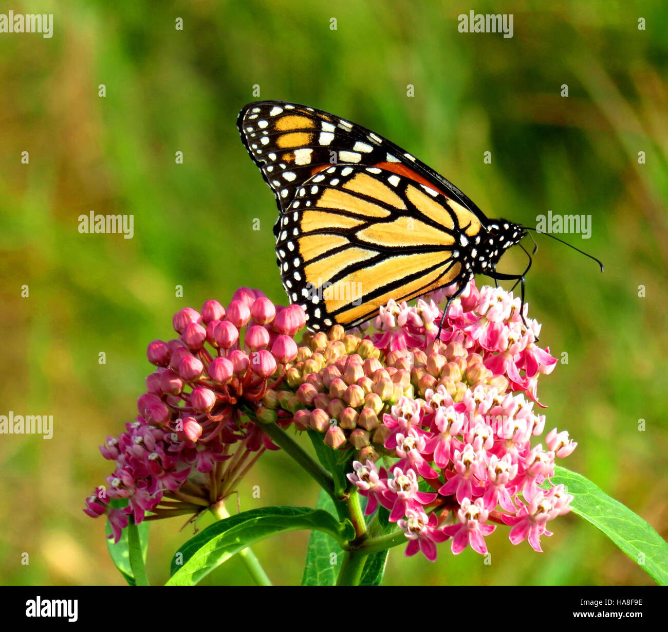 Oklahoma national park hi-res stock photography and images - Alamy