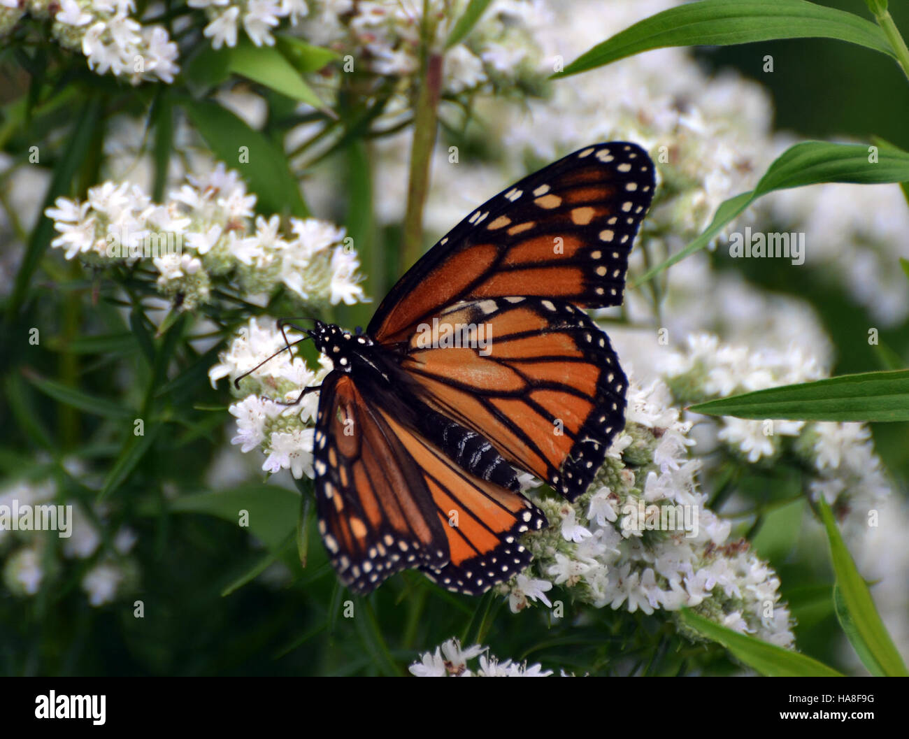 The Monarch butterfly, a species known for its remarkable migration, is ...
