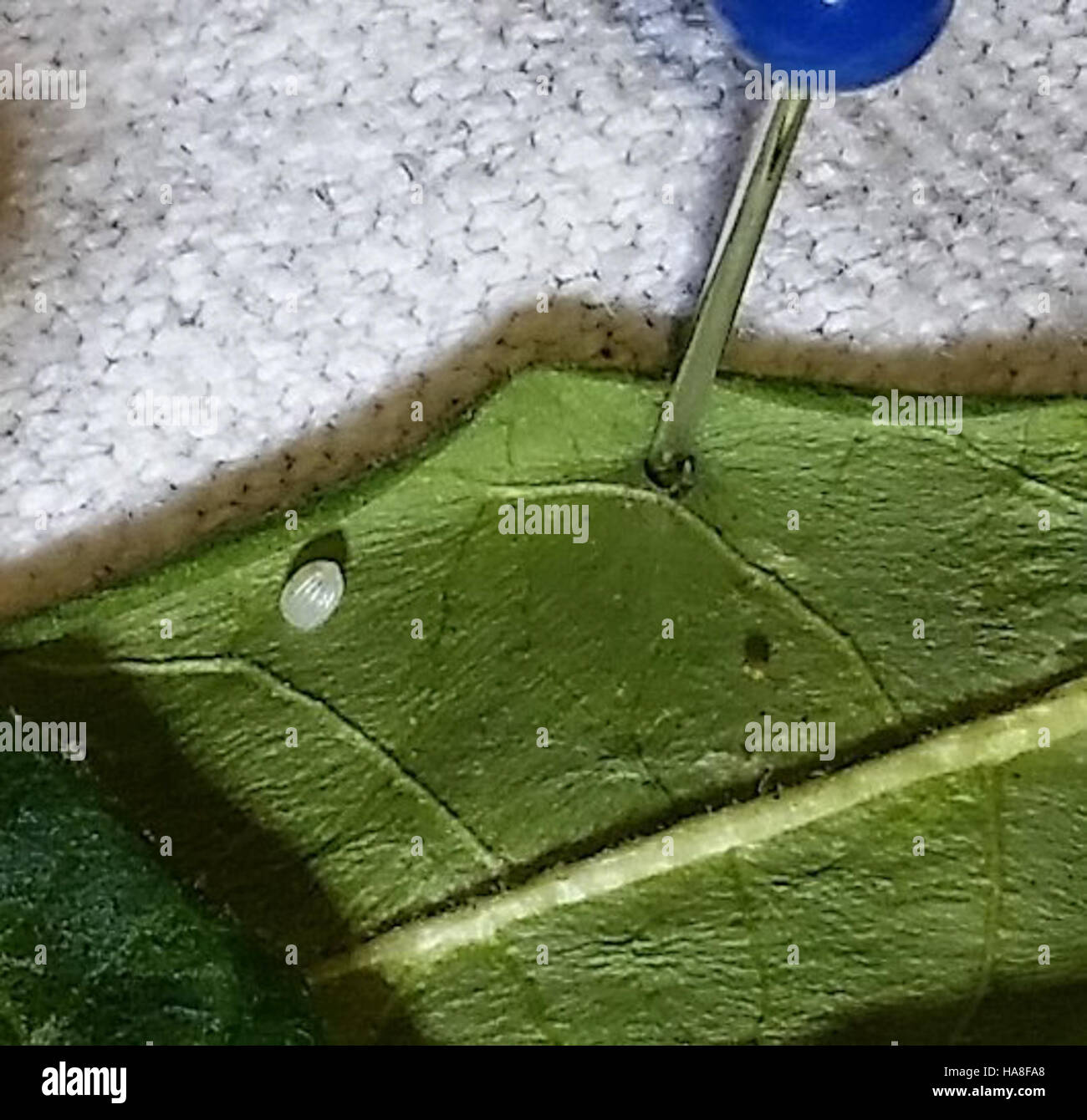 A Monarch butterfly egg captured in California, part of the ongoing ...