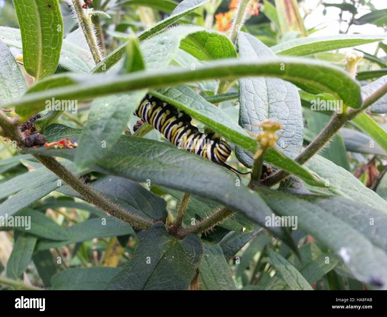 A photograph showing a Monarch caterpillar in Ohio, captured by the US ...