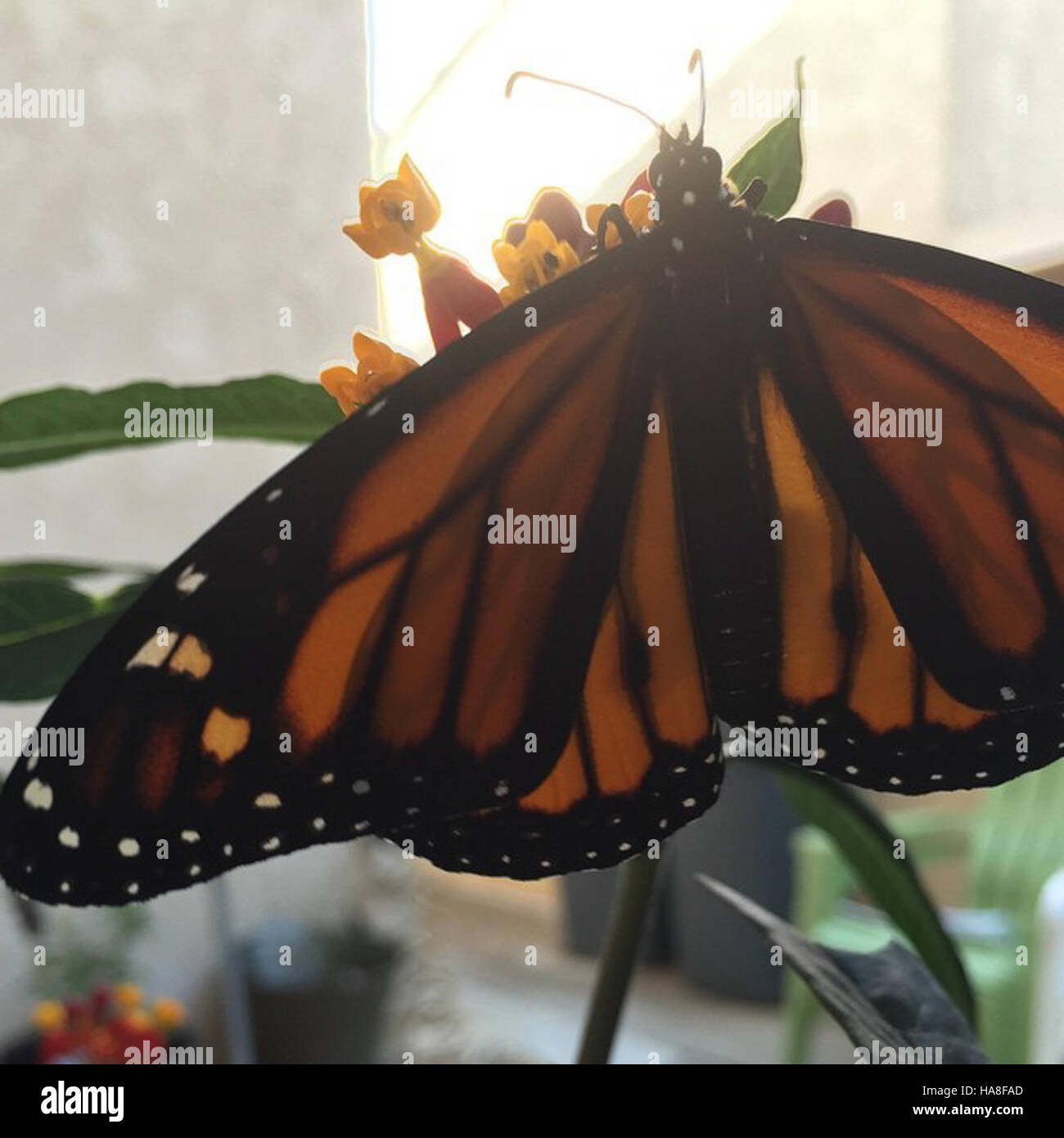 Monarch butterfly key species hi-res stock photography and images - Alamy