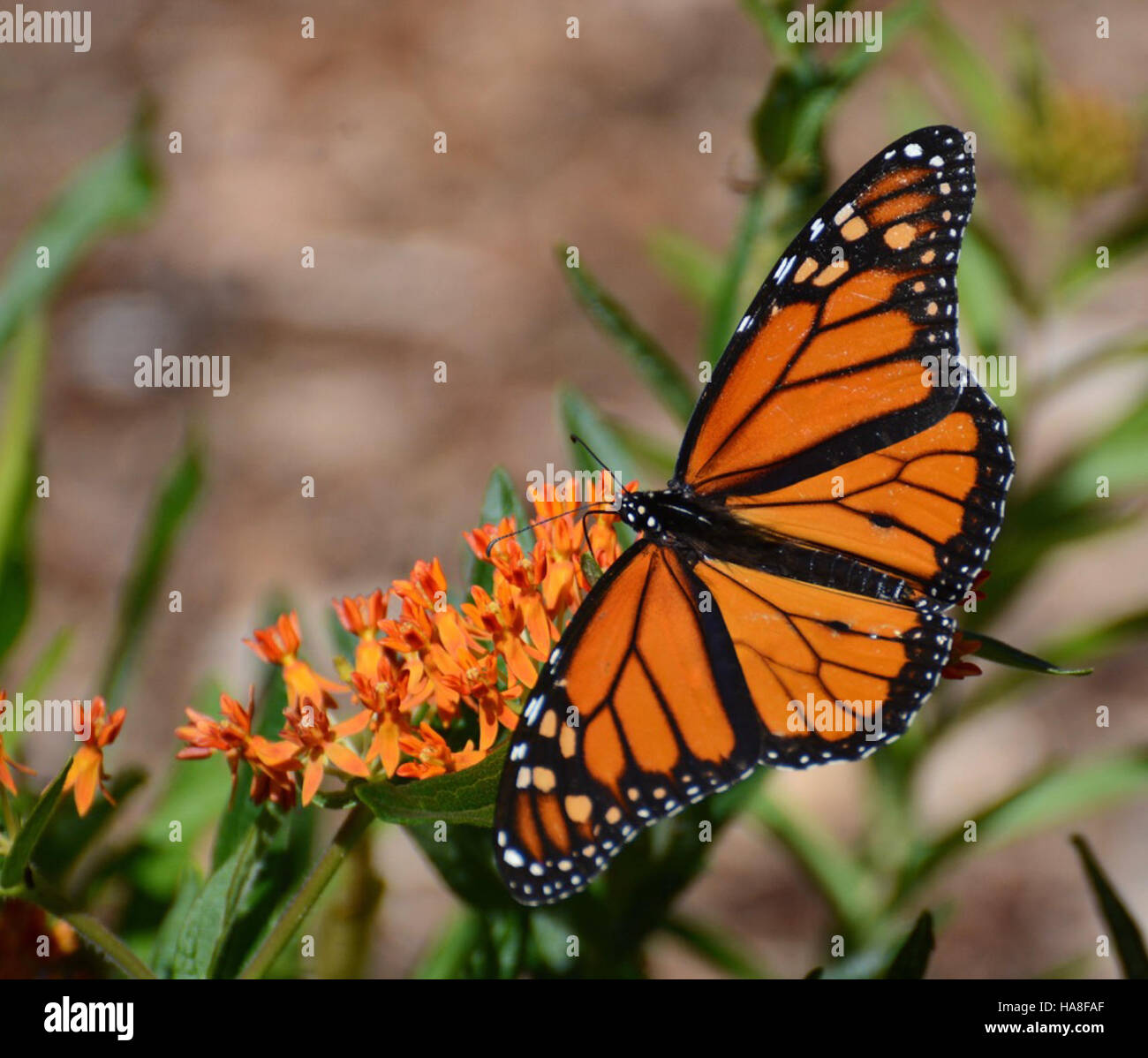 This image showcases a Monarch butterfly in Delaware, highlighting its ...