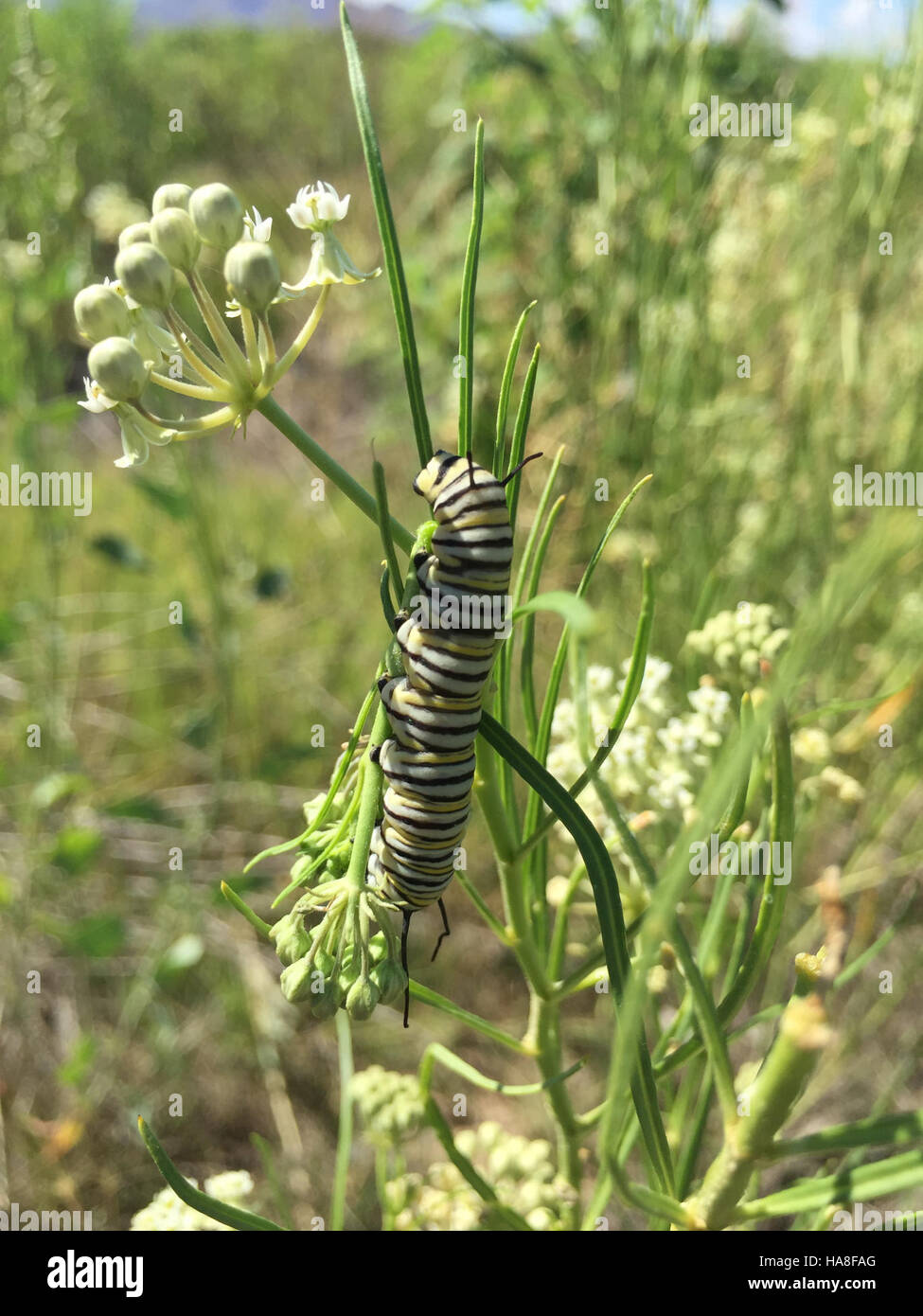 A Monarch caterpillar is seen feeding on milkweed in New Mexico ...