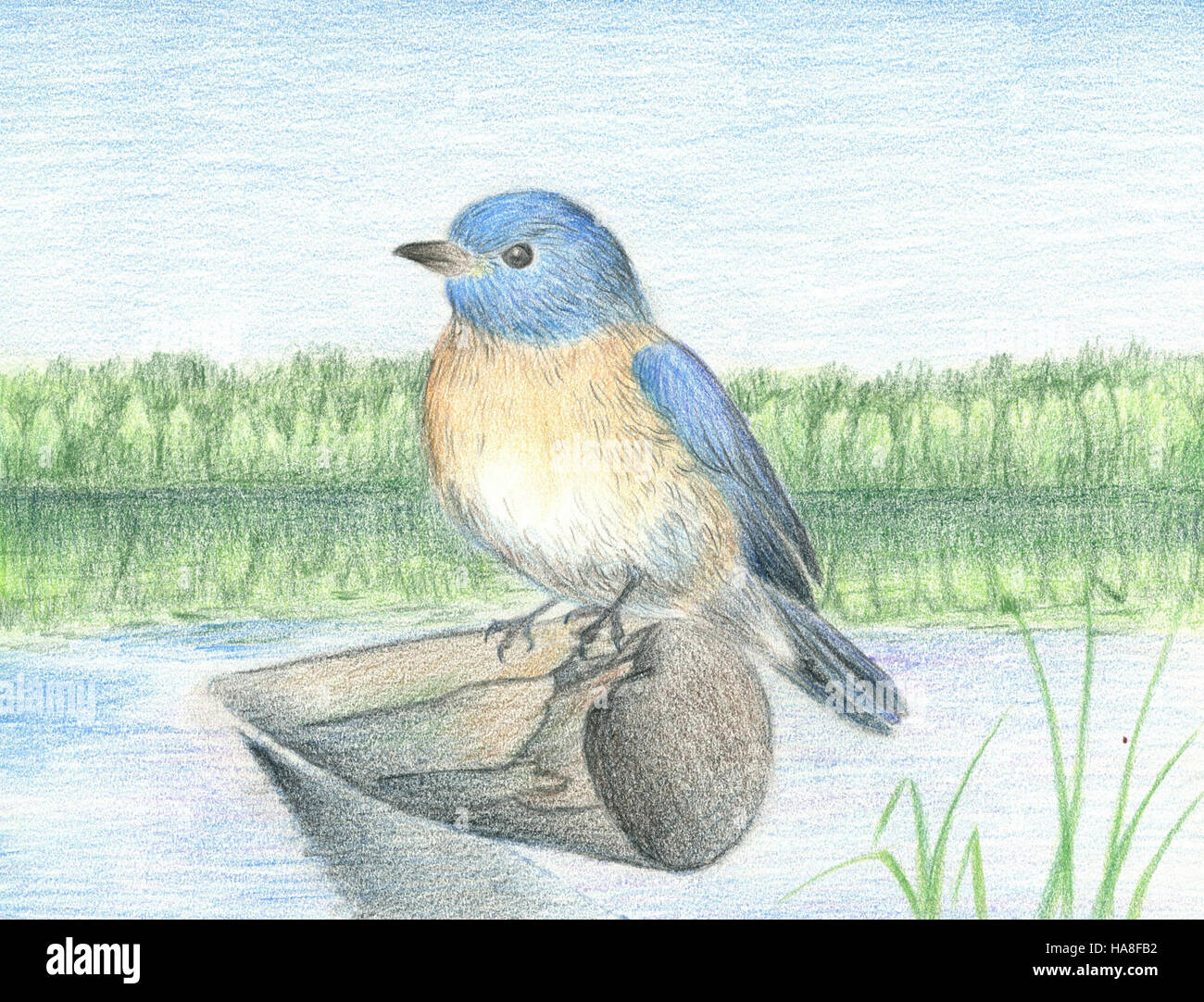 usfwsmidwest 28428383823 Eastern bluebird by Grace Dai of Canton, MI ...