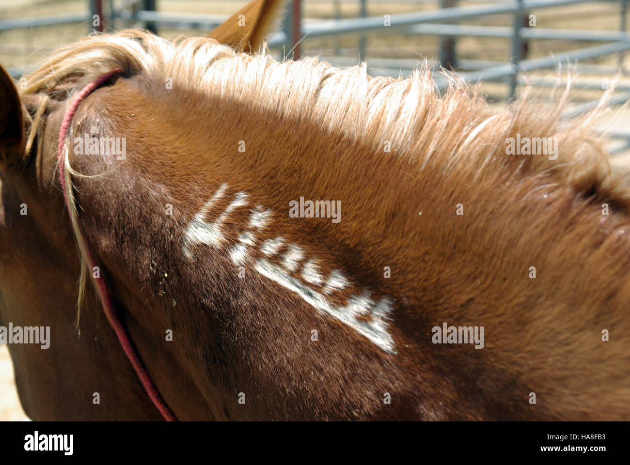 Freeze marking is a method used by the Bureau of Land Management (BLM ...