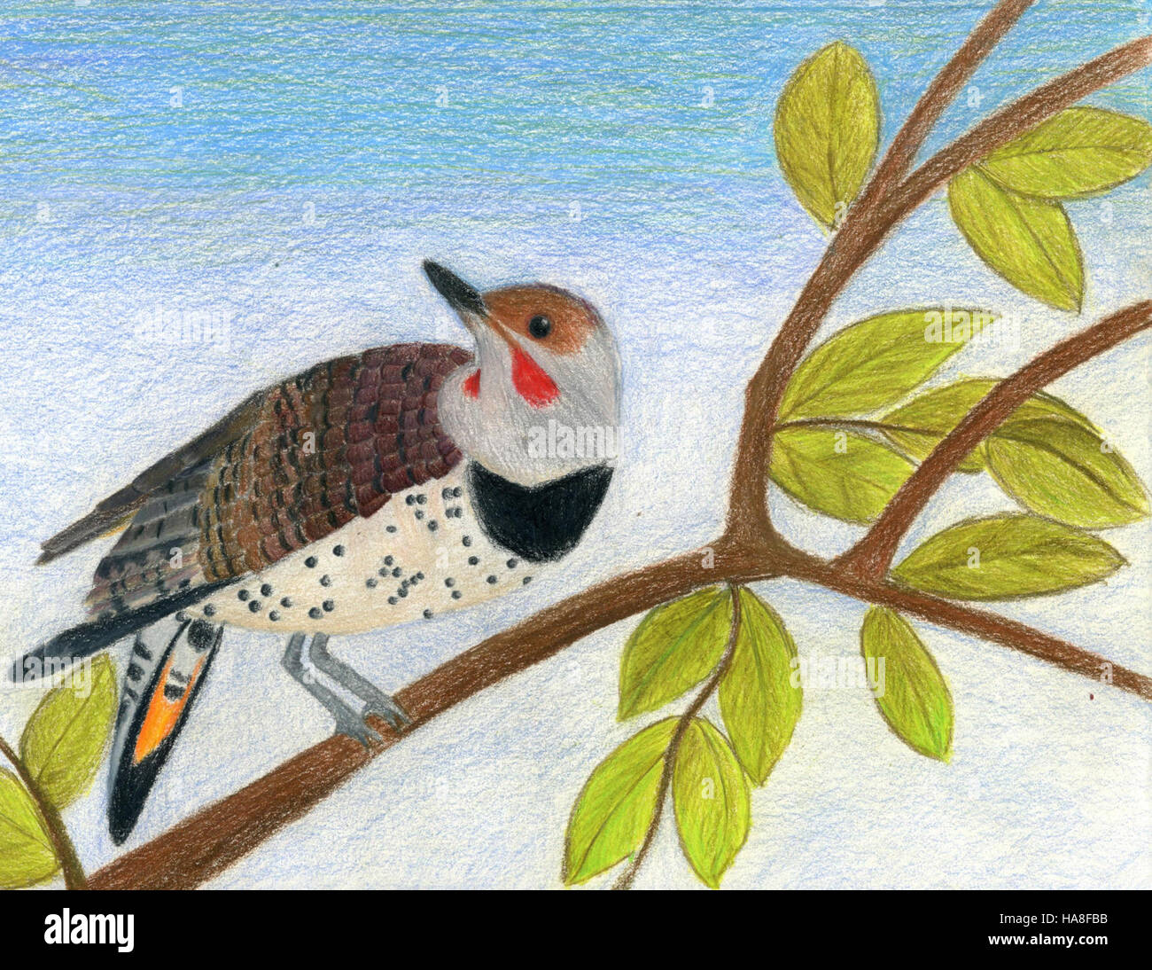Northern flicker feathers hi-res stock photography and images - Alamy