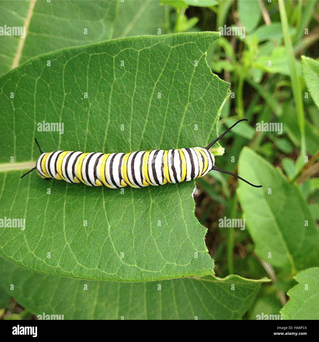 This image shows a Monarch caterpillar in Michigan, part of a study by ...