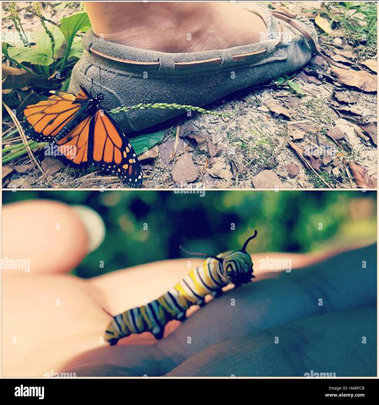 A Monarch butterfly and its caterpillar are photographed in Delaware ...