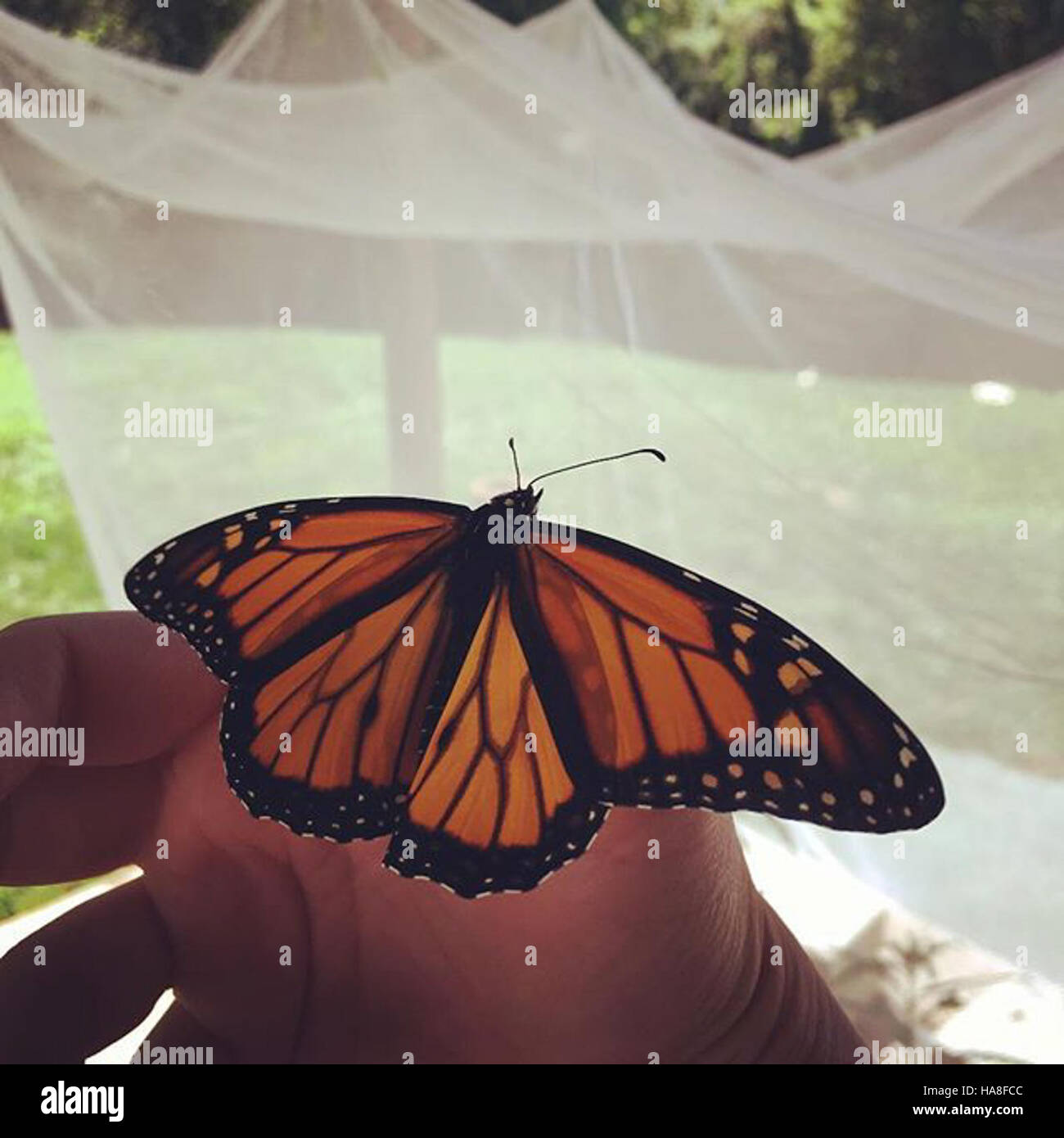 This image captures a Monarch butterfly, a species known for its ...