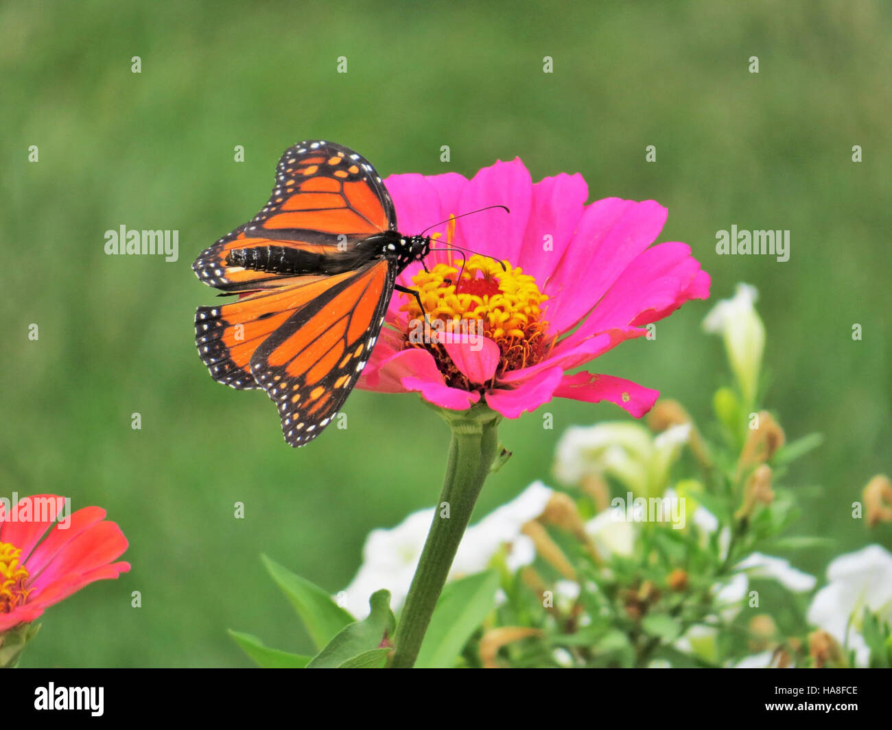 This photograph depicts a Monarch butterfly in Iowa, captured in the ...