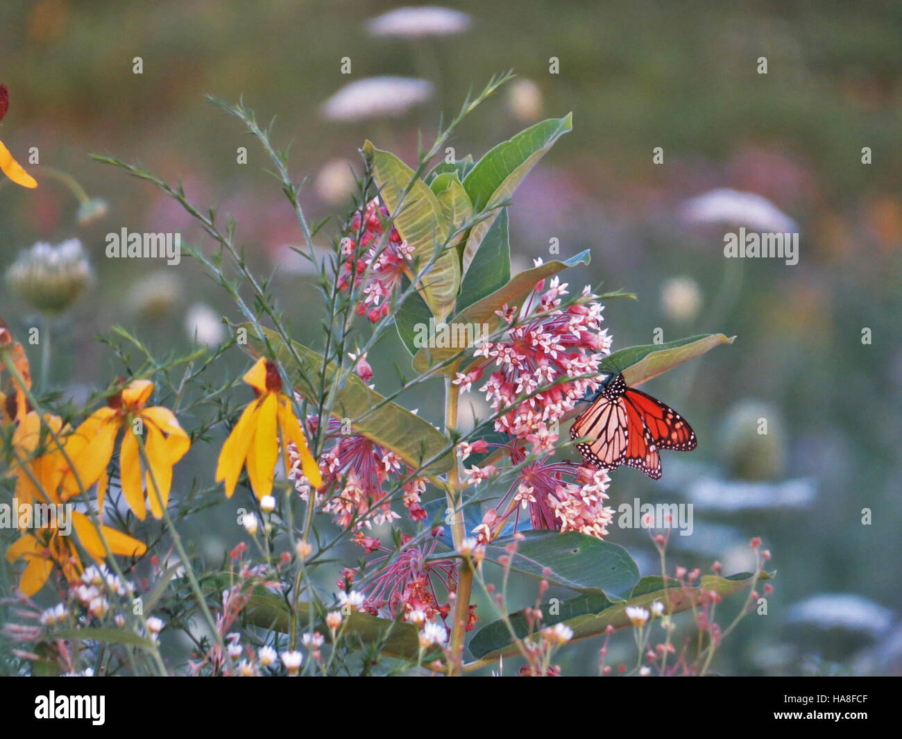 This image features a Monarch butterfly in Iowa, captured in its ...
