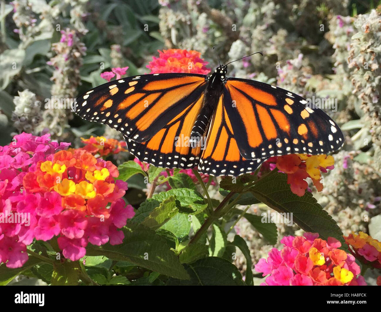 A Monarch butterfly in Manitoba, Canada, captured in a photograph. The ...