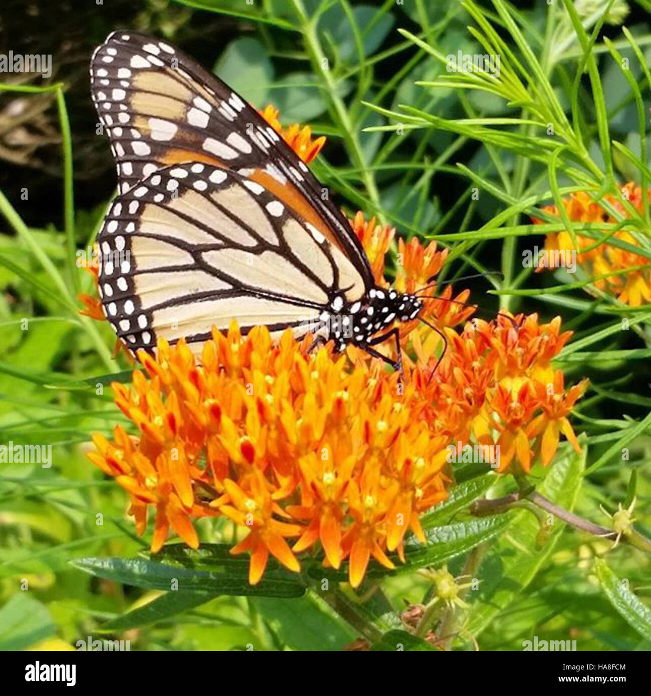 This photograph captures a Monarch butterfly in Pennsylvania ...