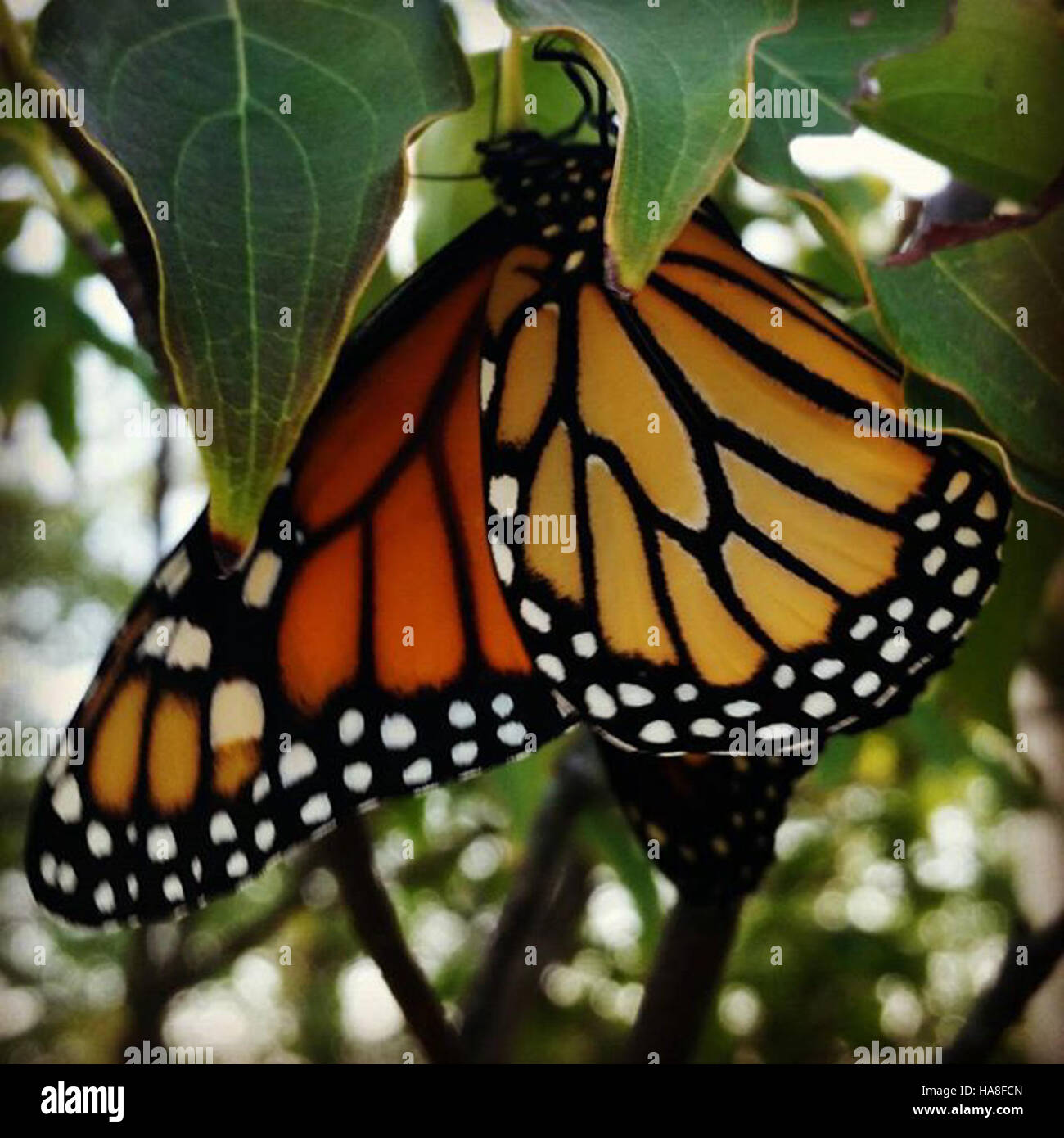 This image shows a Monarch butterfly in Pennsylvania, captured as part ...