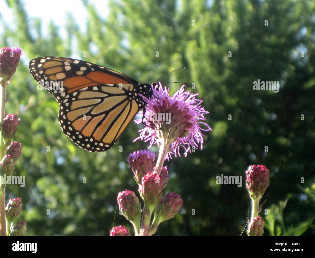 This photograph captures the vibrant Monarch butterfly, native to North ...