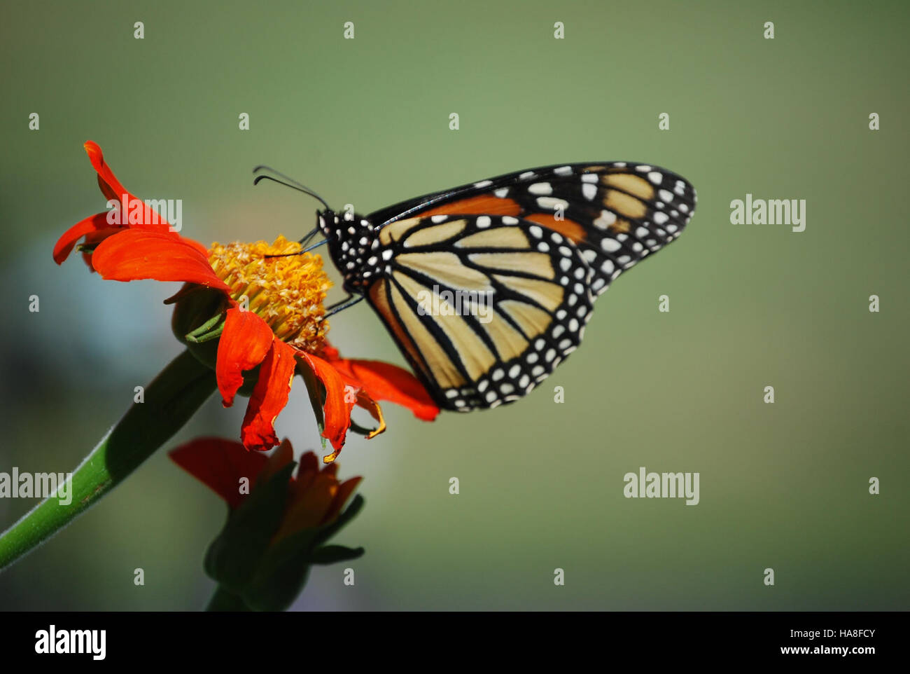 The Monarch Butterfly, *Danaus plexippus*, is photographed in Ohio ...