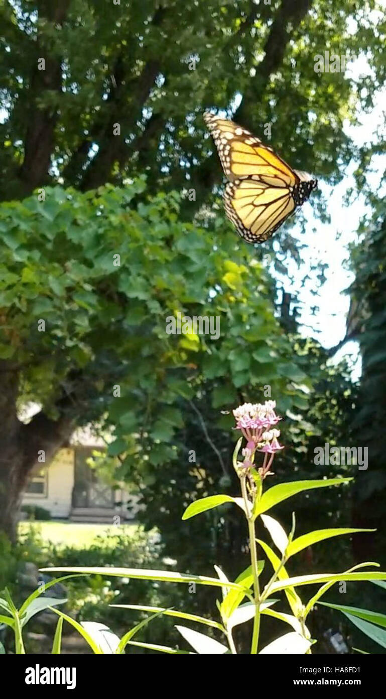 This image captures a Monarch butterfly in its natural habitat in ...