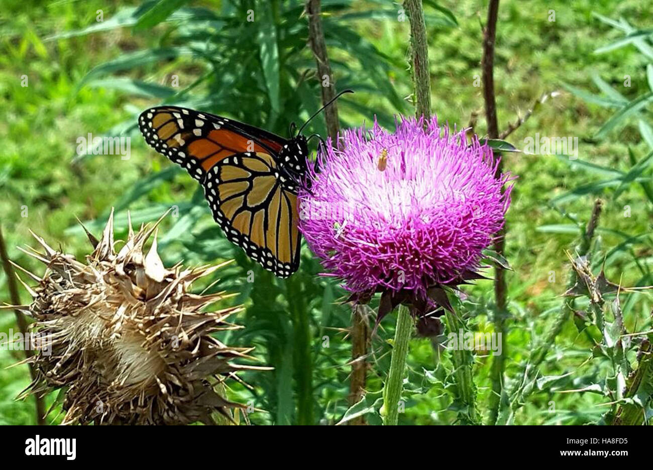 Butterflys lifecycle hi-res stock photography and images - Alamy