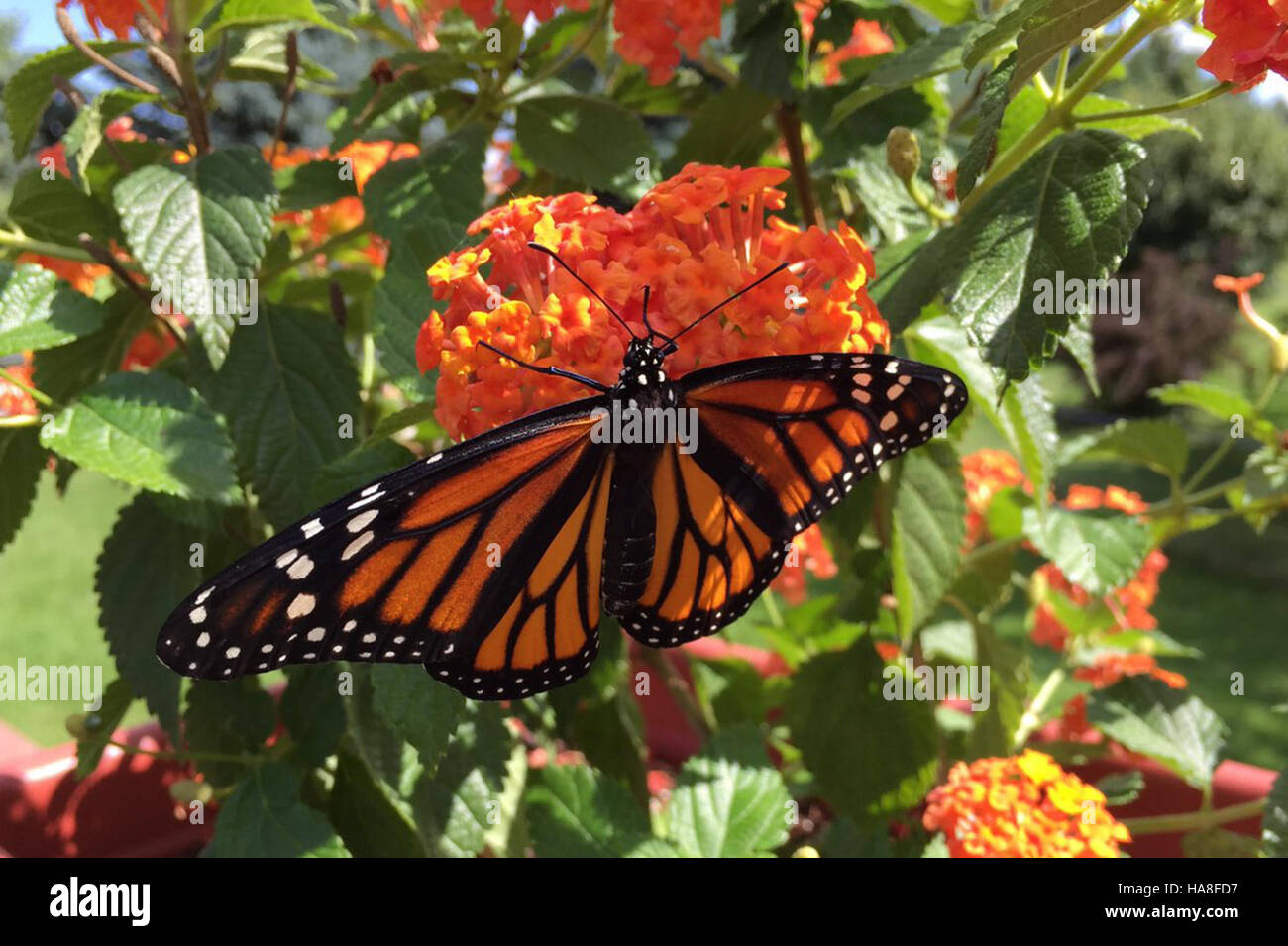 A photograph of a Monarch butterfly in Minnesota, captured by the US ...