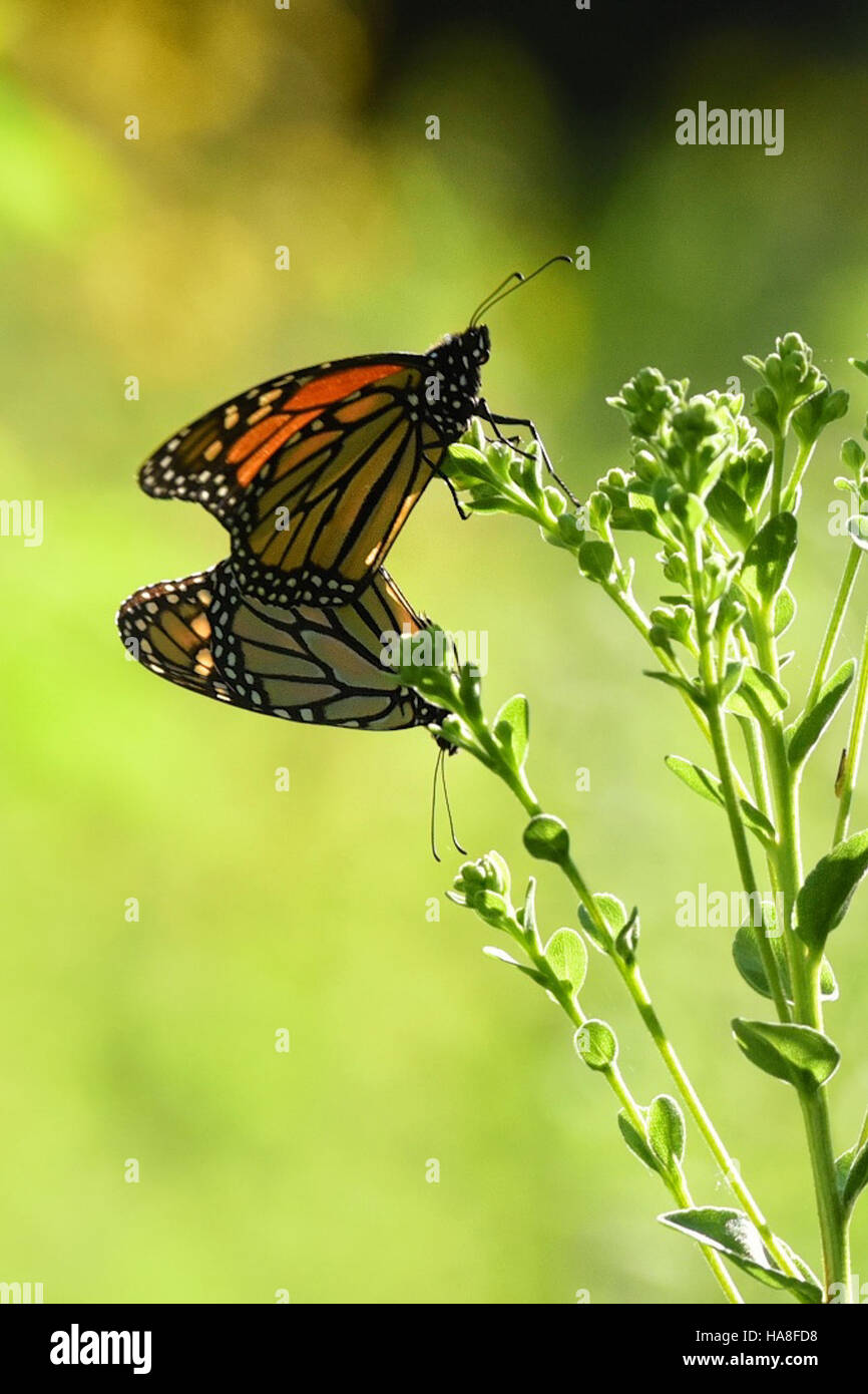 This photograph captures a Monarch butterfly in the Saylorville ...