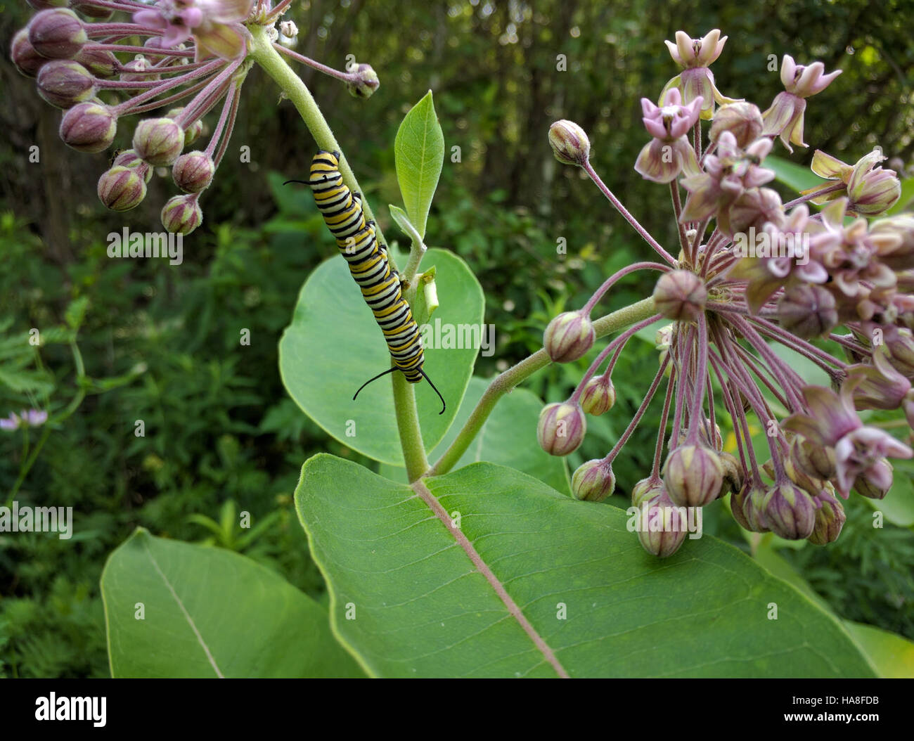 This photograph captures a Monarch caterpillar feeding on Common ...