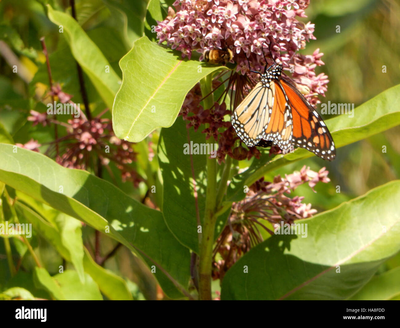This photograph captures a Monarch butterfly in Quebec, Canada ...