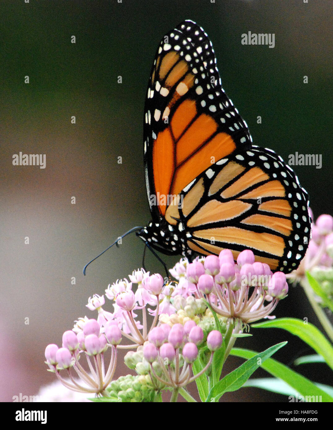 A Monarch butterfly rests on swamp milkweed in a wetland environment ...