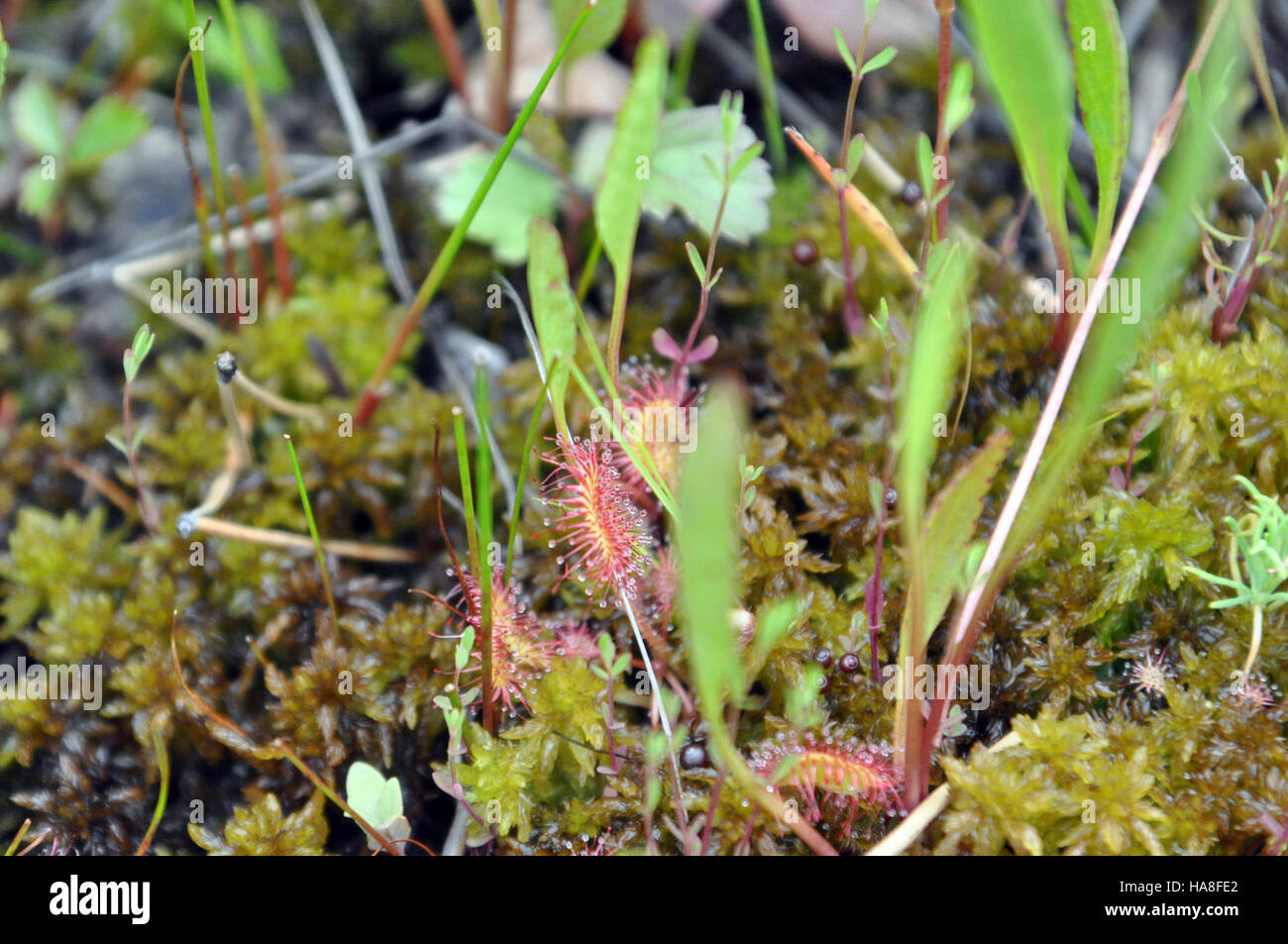 This photograph from the U.S. Fish and Wildlife Service (Midwest ...