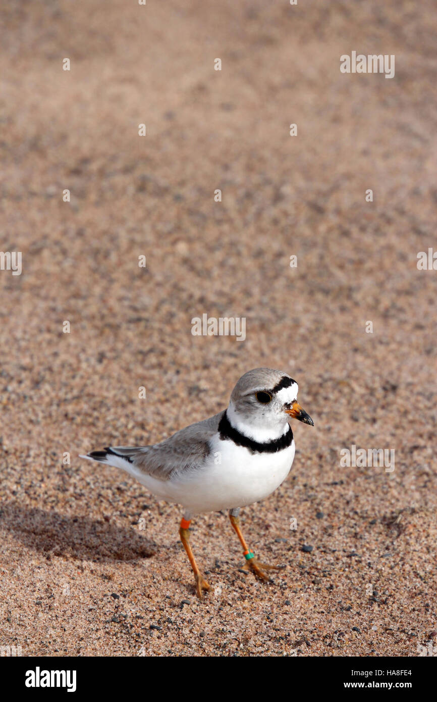 This image shows the process of banding Piping Plovers on the Apostle ...