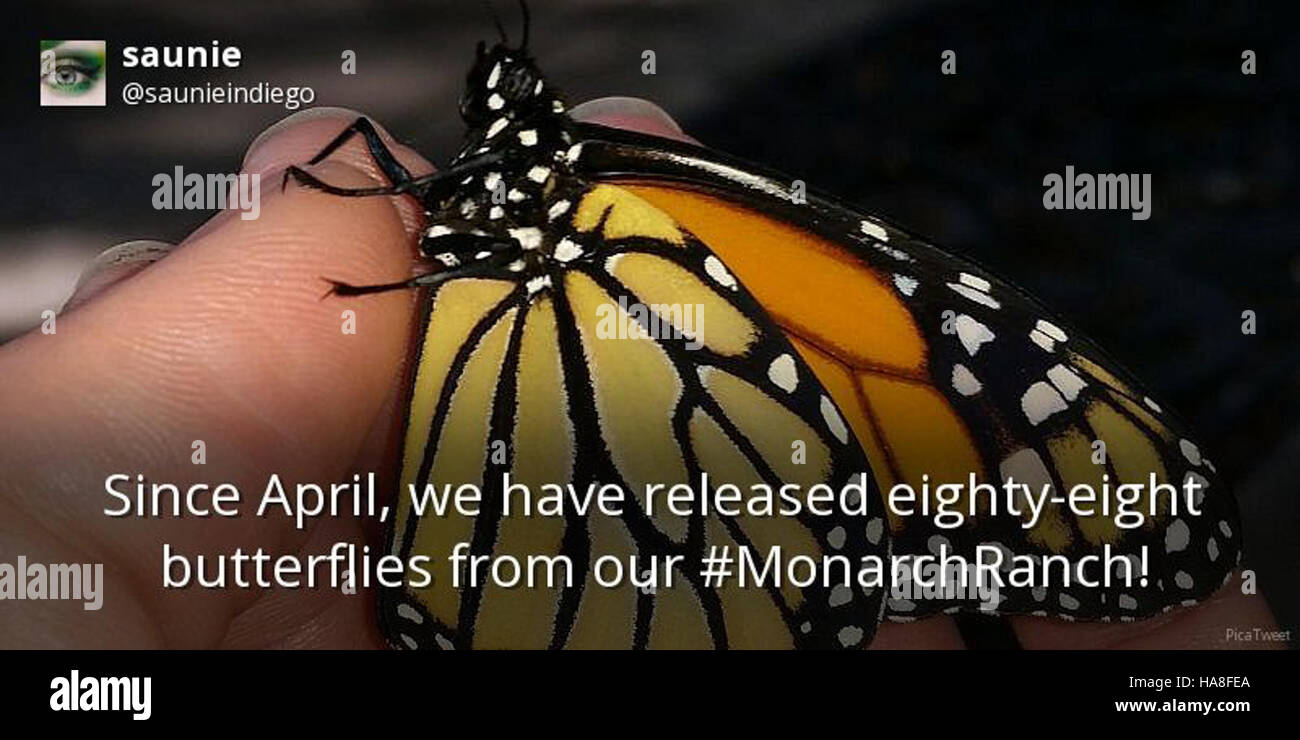This image captures a Monarch Butterfly in California, showcasing the ...
