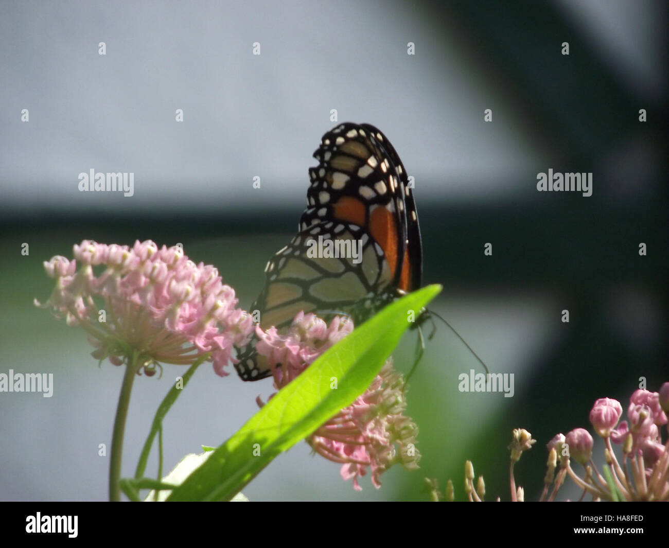 This photograph features a Monarch butterfly in New Jersey, captured in ...