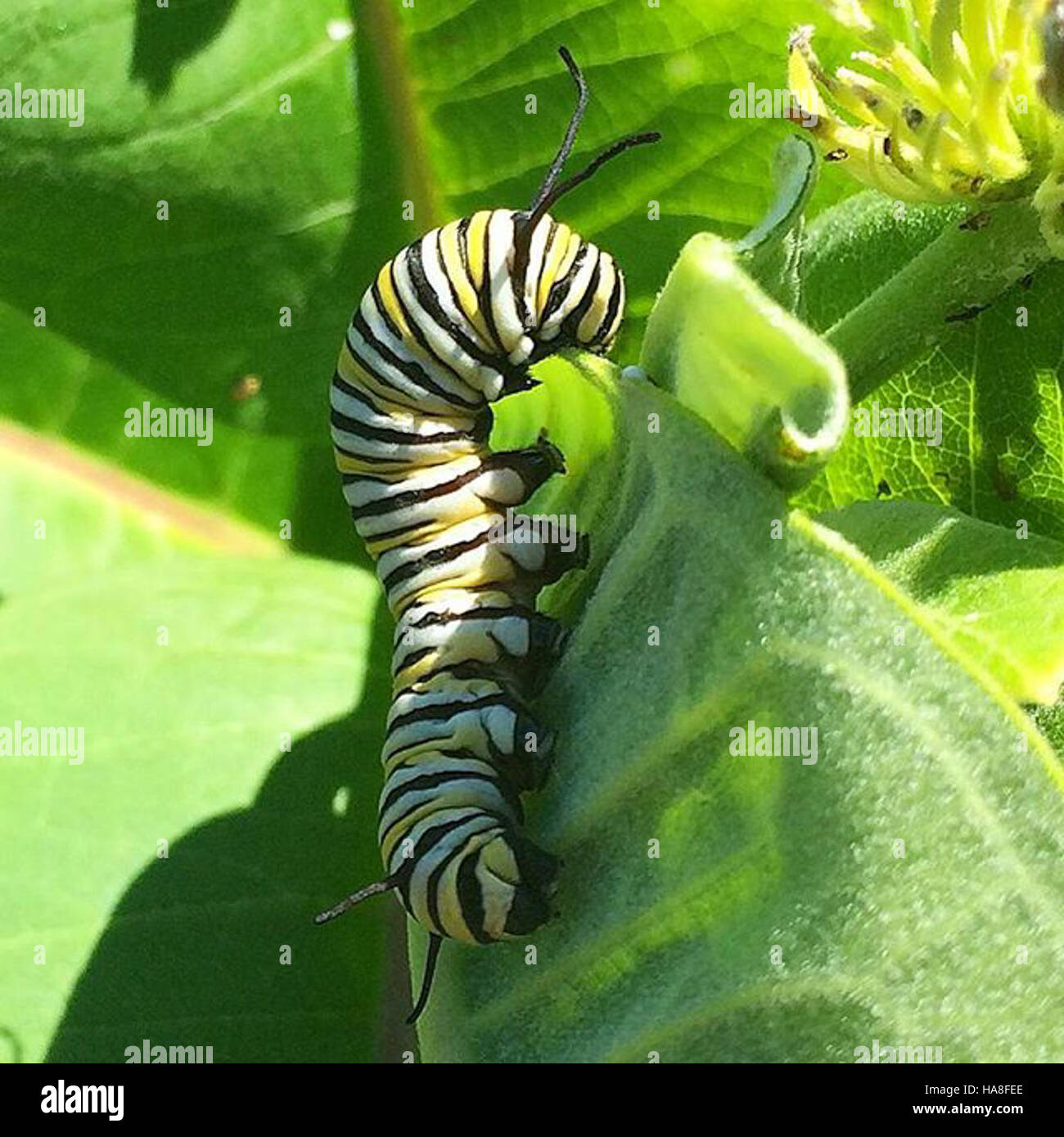 This image shows a Monarch caterpillar, part of its life cycle ...