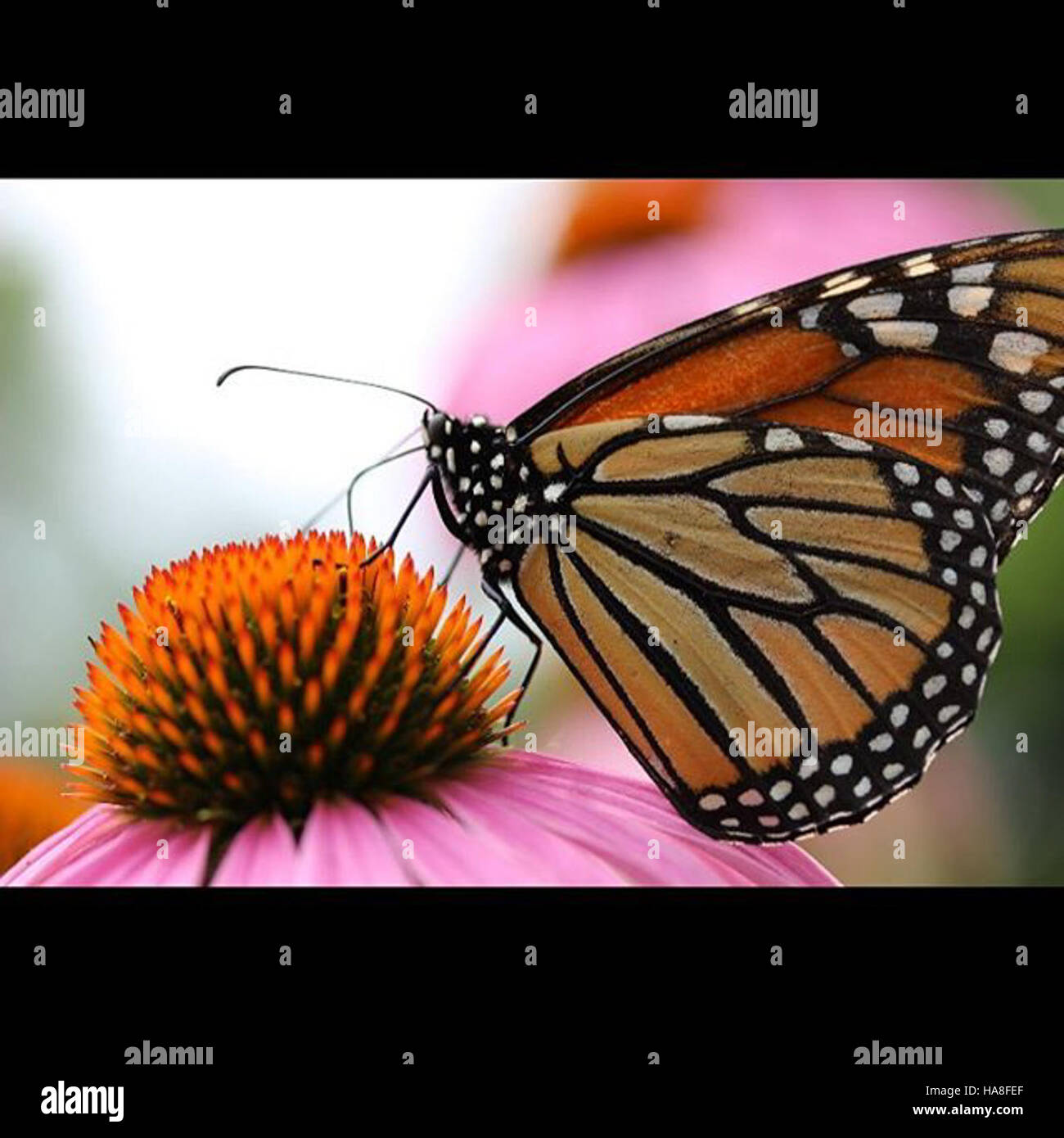 A close-up photograph of a Monarch butterfly (*Danaus plexippus ...
