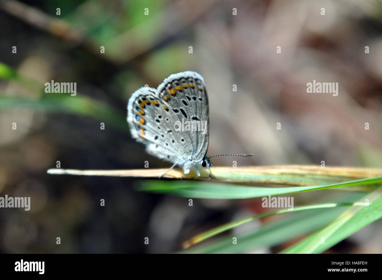 This photograph captures a female Karner Blue Butterfly, a species ...