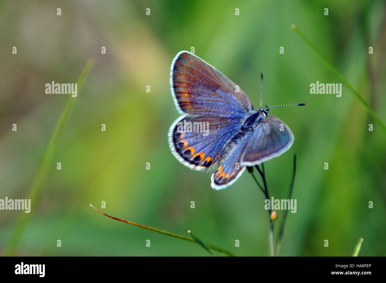The Karner Blue Butterfly (Lycaeides melissa samuelis), captured here ...