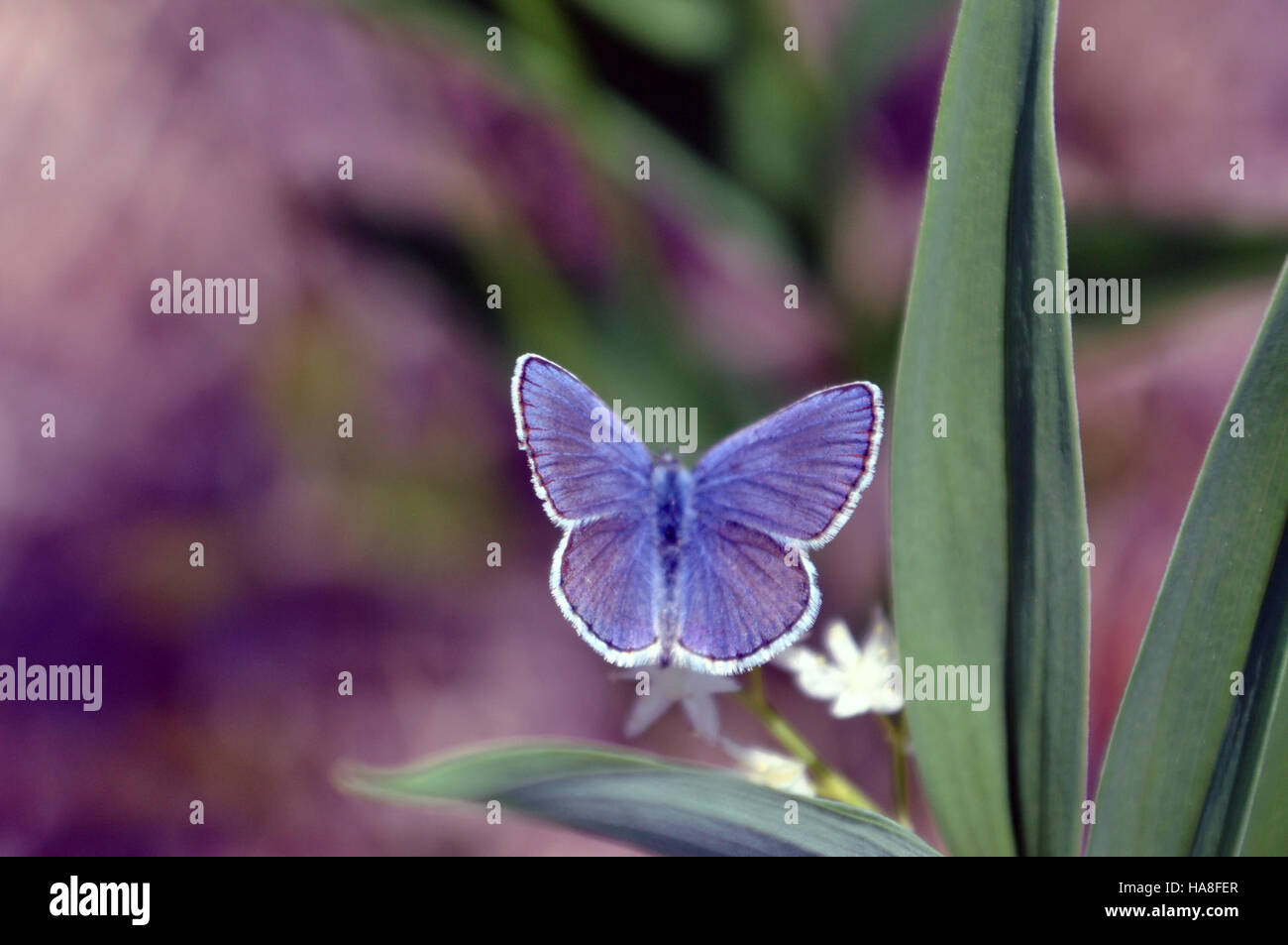 The image features a male Karner Blue Butterfly, a species native to ...