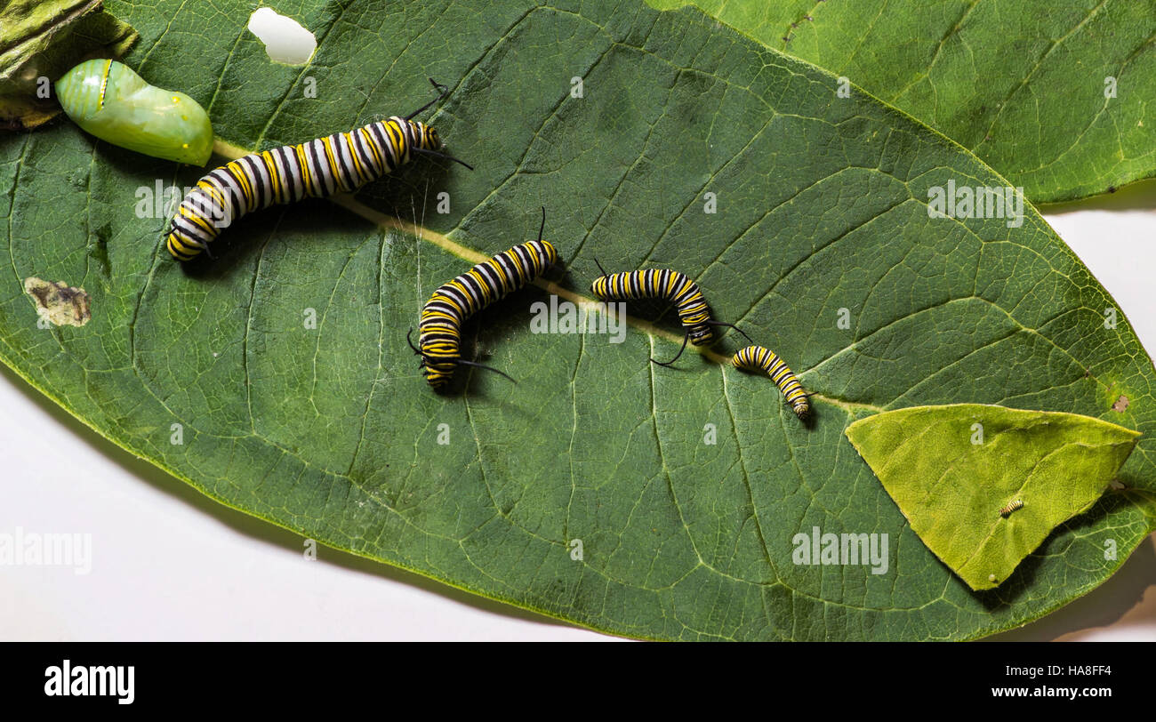This educational image illustrates the stages of monarch butterfly ...
