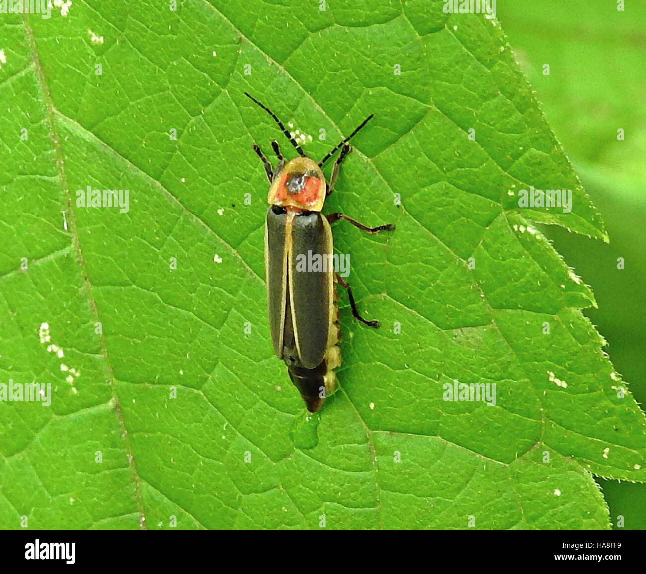 Fascinating nocturnal insects hi-res stock photography and images - Alamy