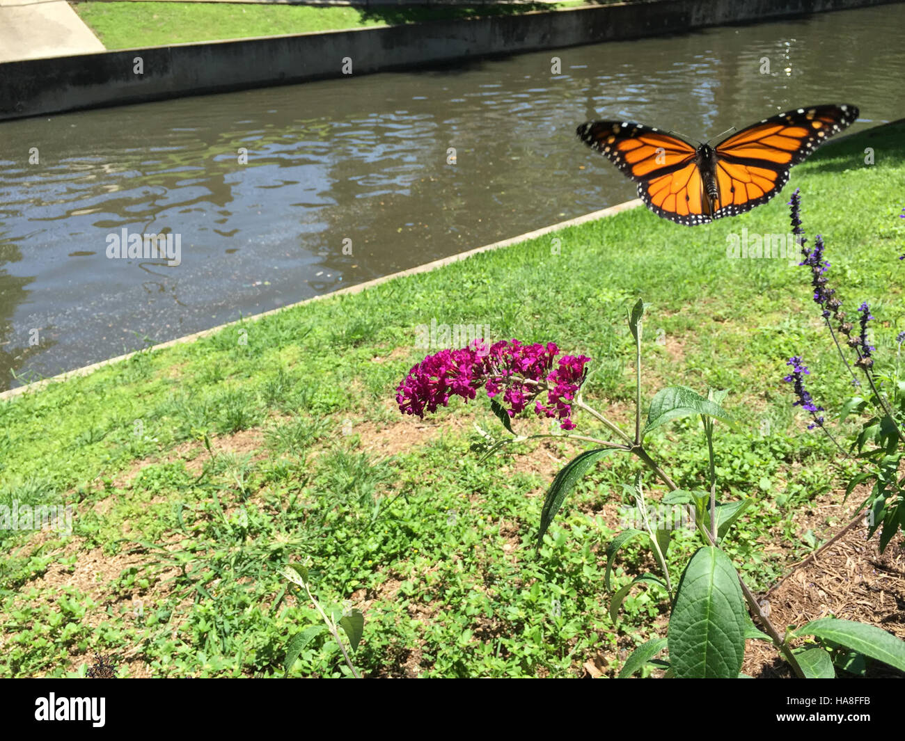 A Monarch butterfly is captured in Texas, showcasing the delicate and ...
