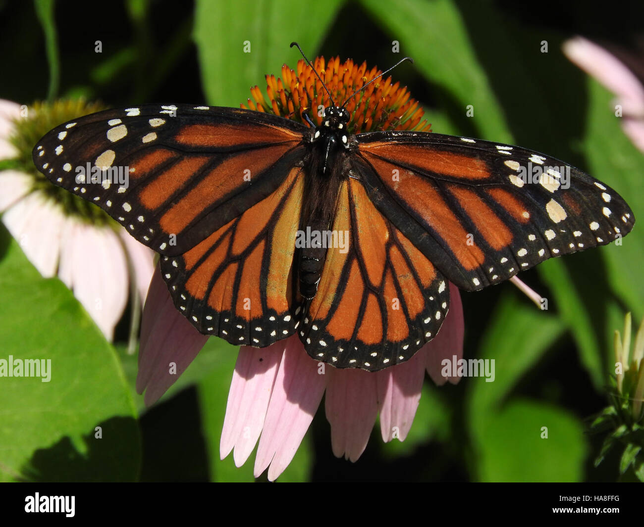 This photograph captures a Monarch butterfly in Illinois, showcasing ...