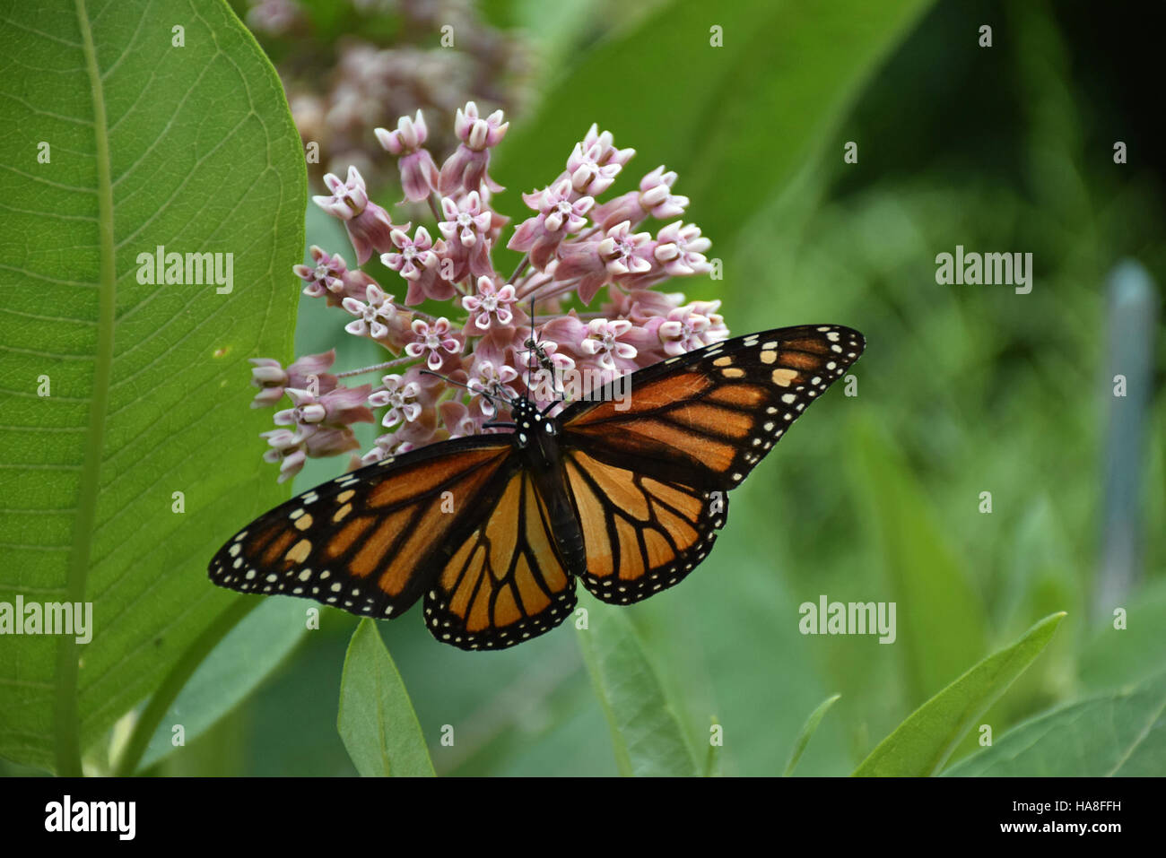 A Monarch butterfly is captured in Illinois, showcasing the vibrant ...