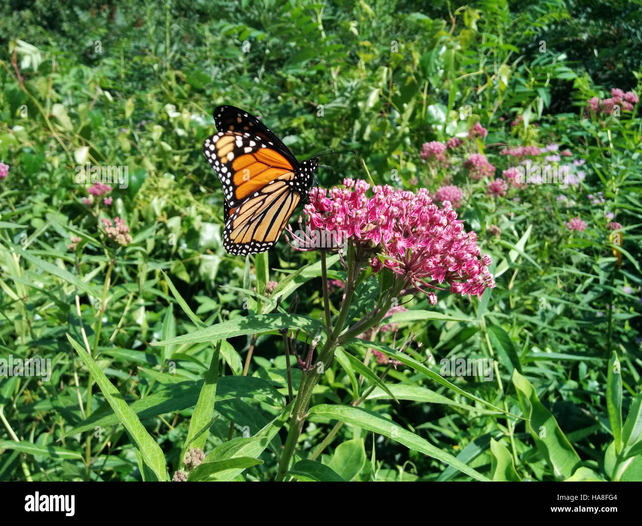 A Monarch Butterfly (Danaus plexippus) is seen in Minnesota, showcasing ...