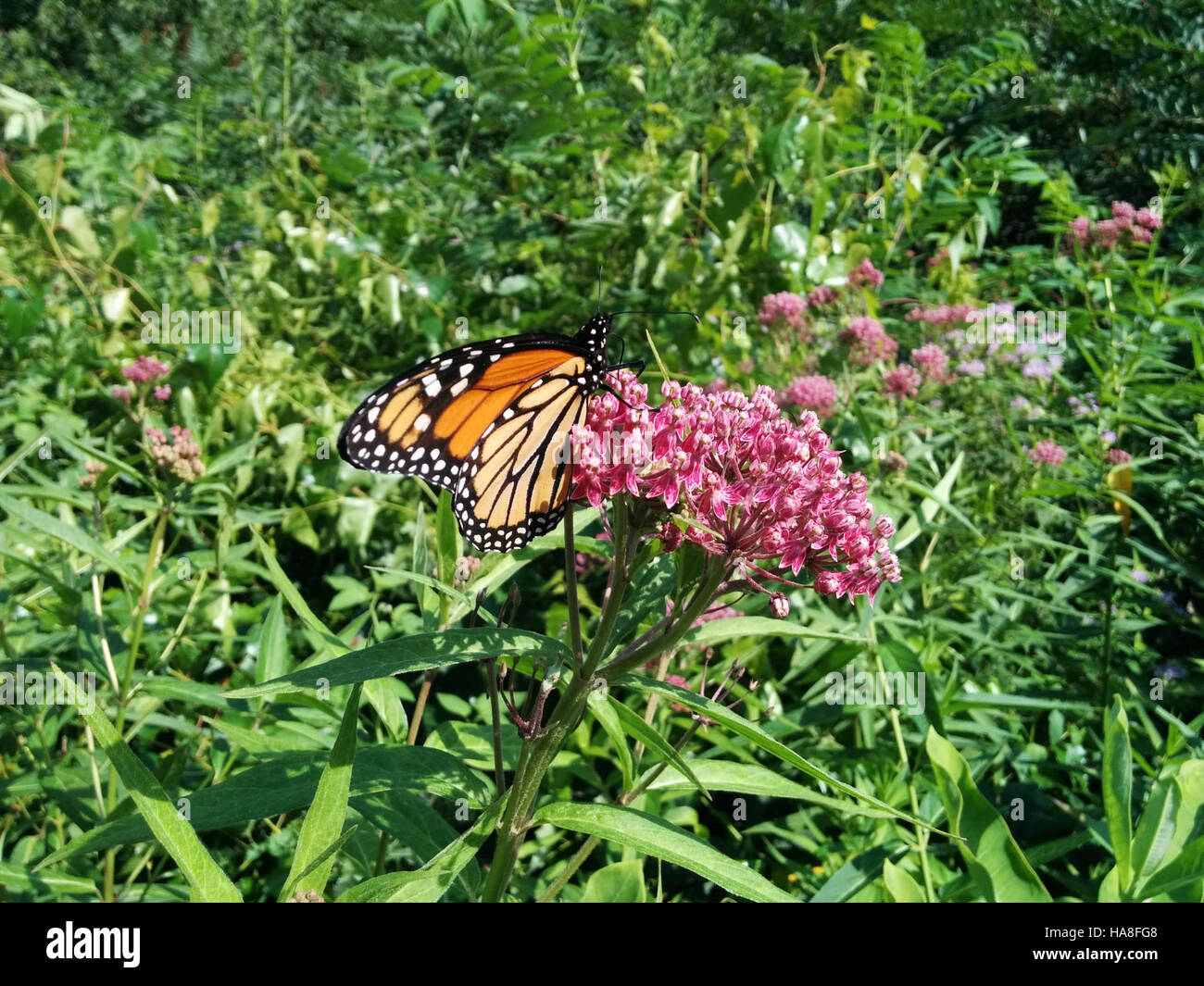 This image captures the Monarch butterfly, a species known for its long ...