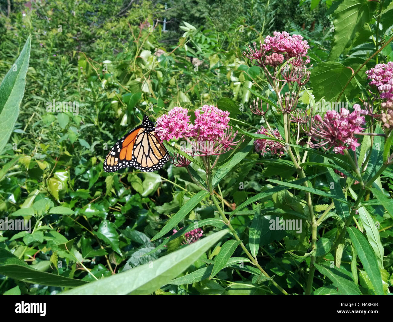 This image captures the Monarch butterfly in its natural habitat in ...