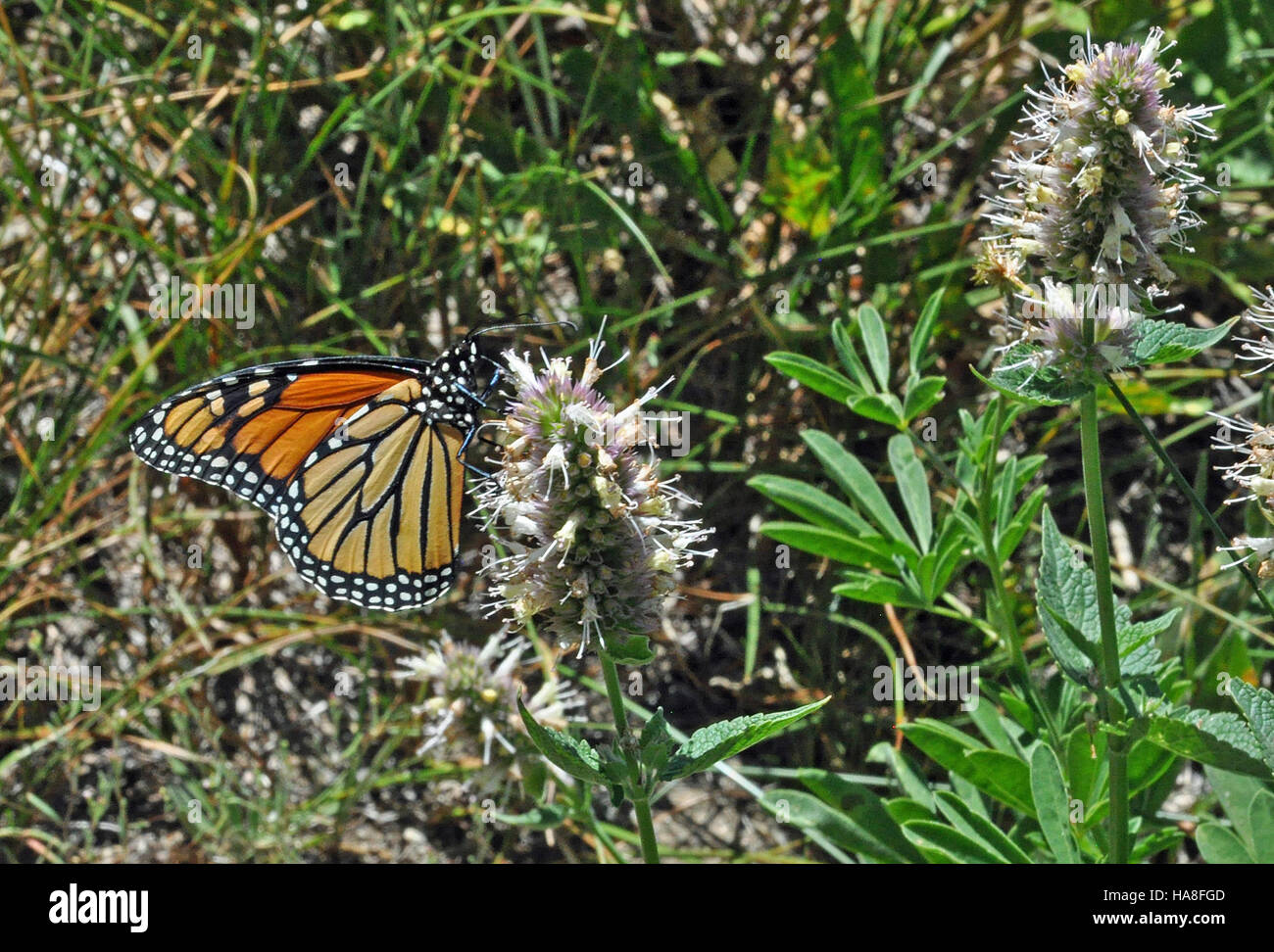 A photograph of a Monarch butterfly captured in Oregon. The image ...