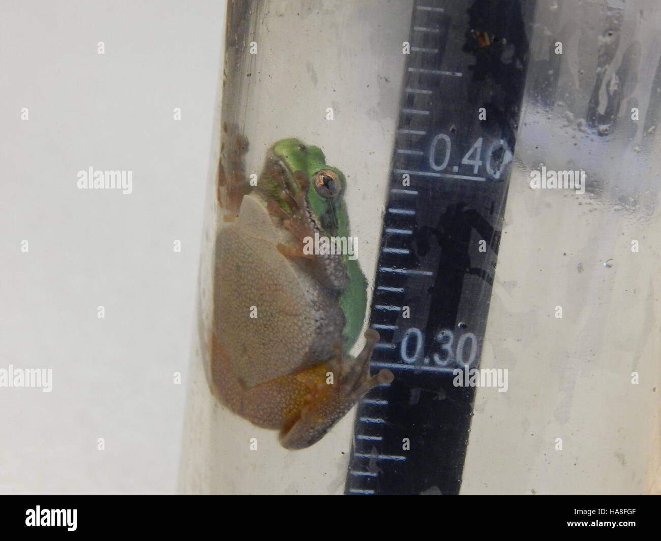 A photograph of a tree frog at Tamarac National Wildlife Refuge in ...