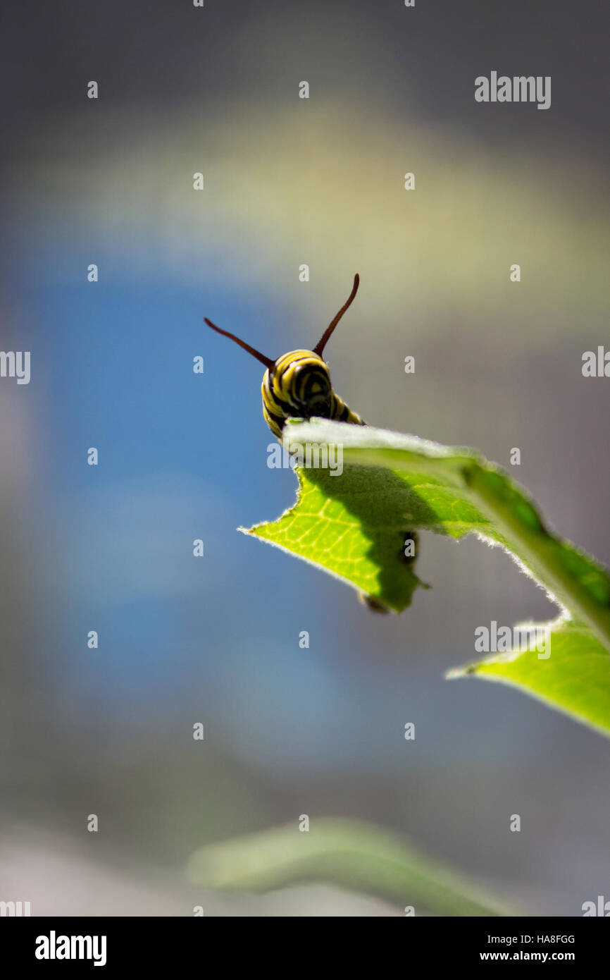A Monarch caterpillar photographed in Minnesota, showing the distinct ...