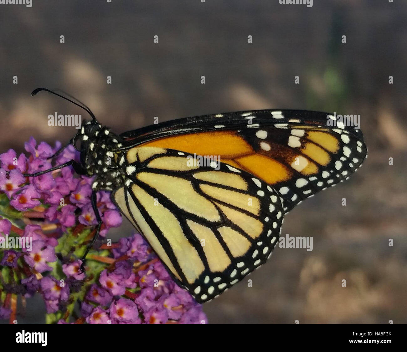 Monarch butterflies iconic species hi-res stock photography and images ...